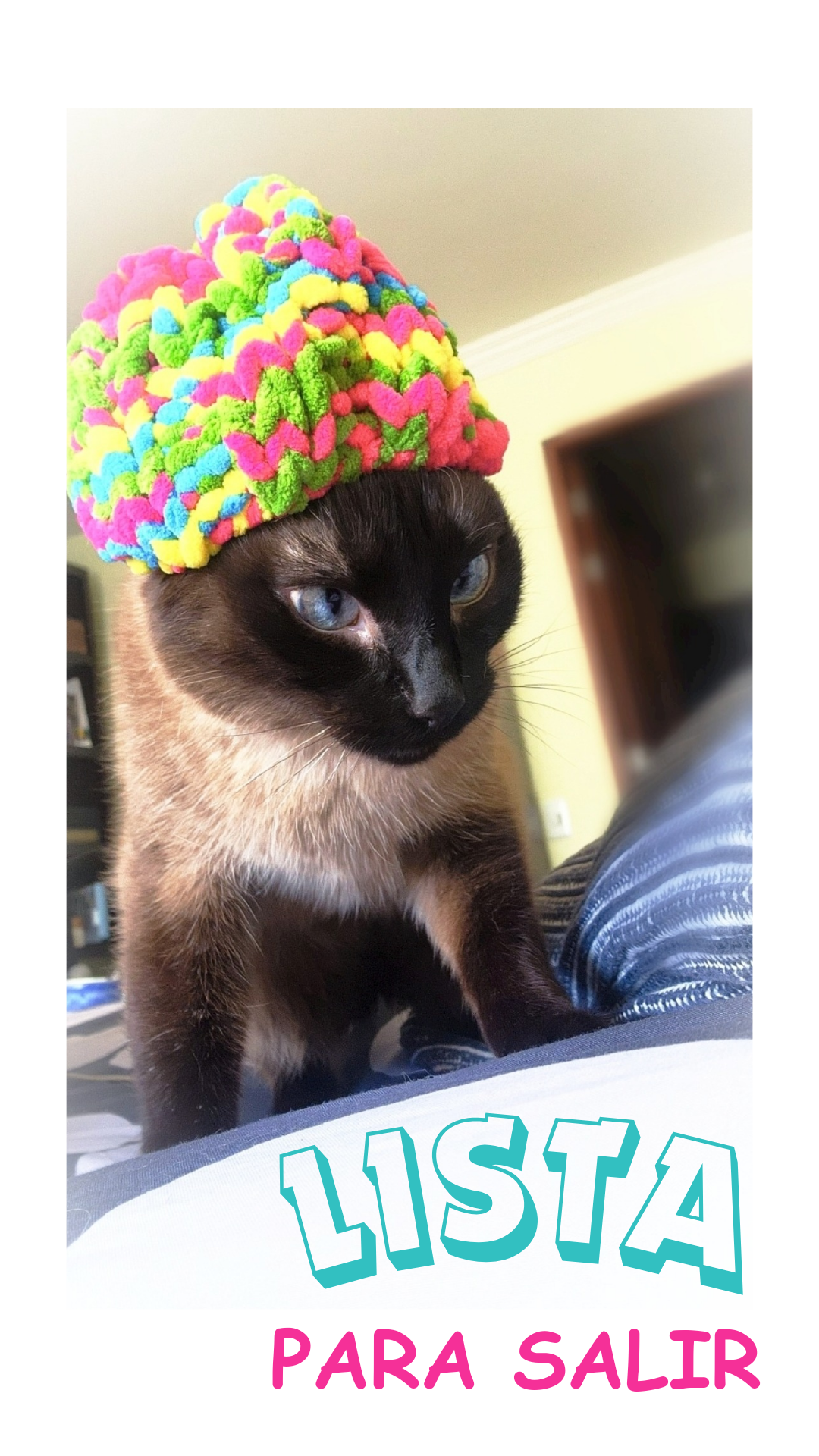 #Concurso Día Del Gato – Vuelve a tu Michi un meme... - Samsung Members