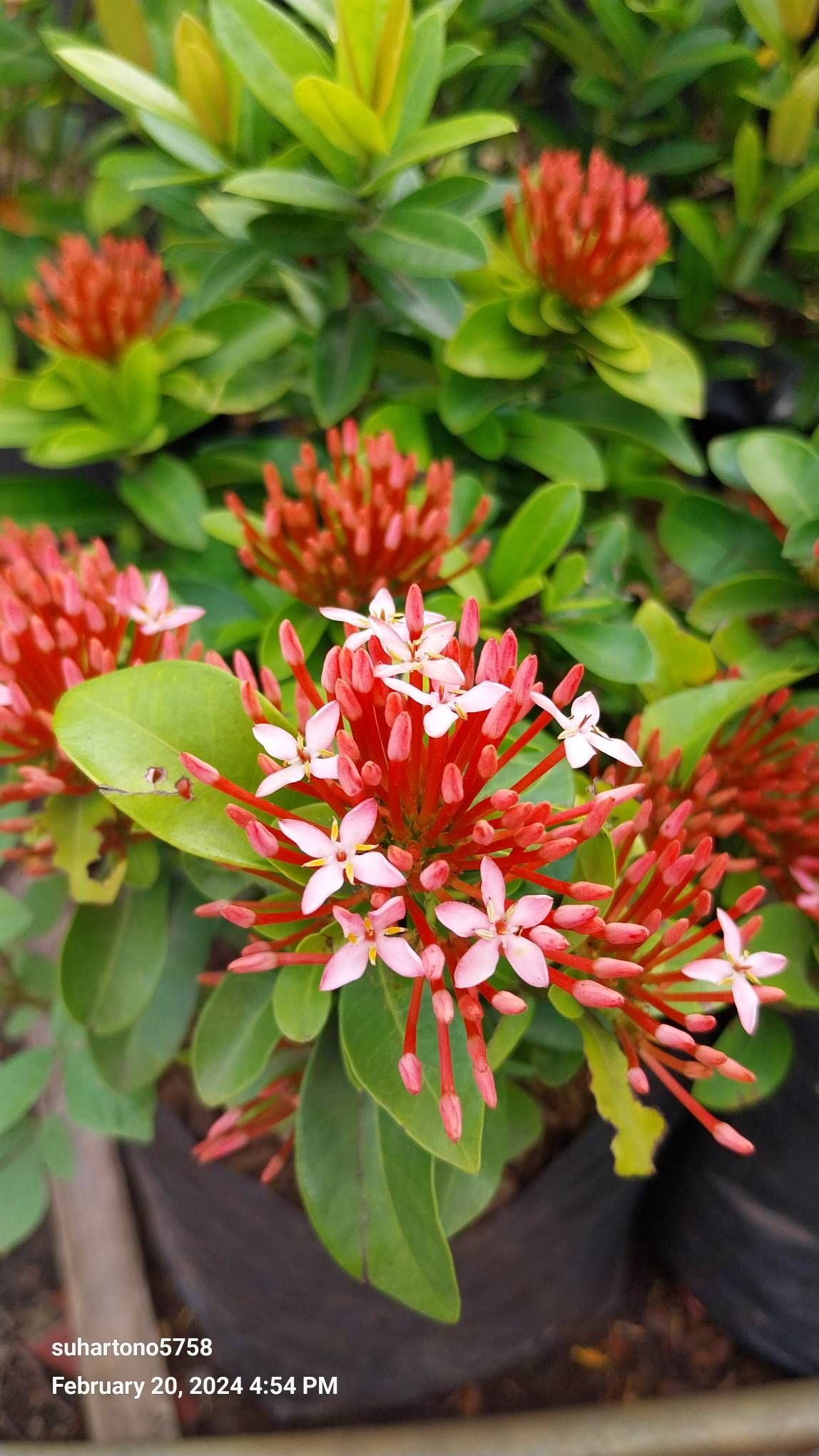 Bunga Soka - Samsung Members