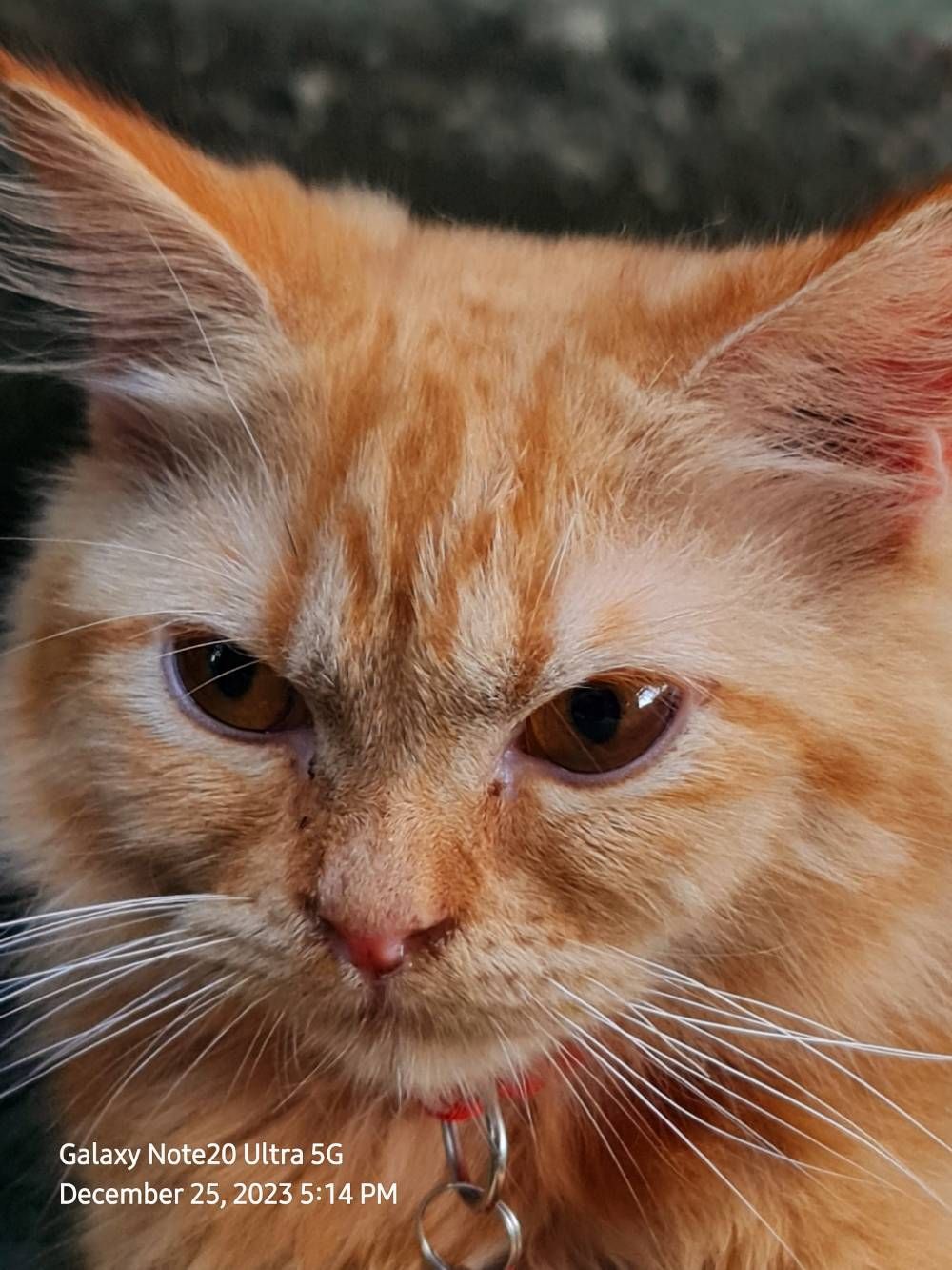 Meow - Samsung Members