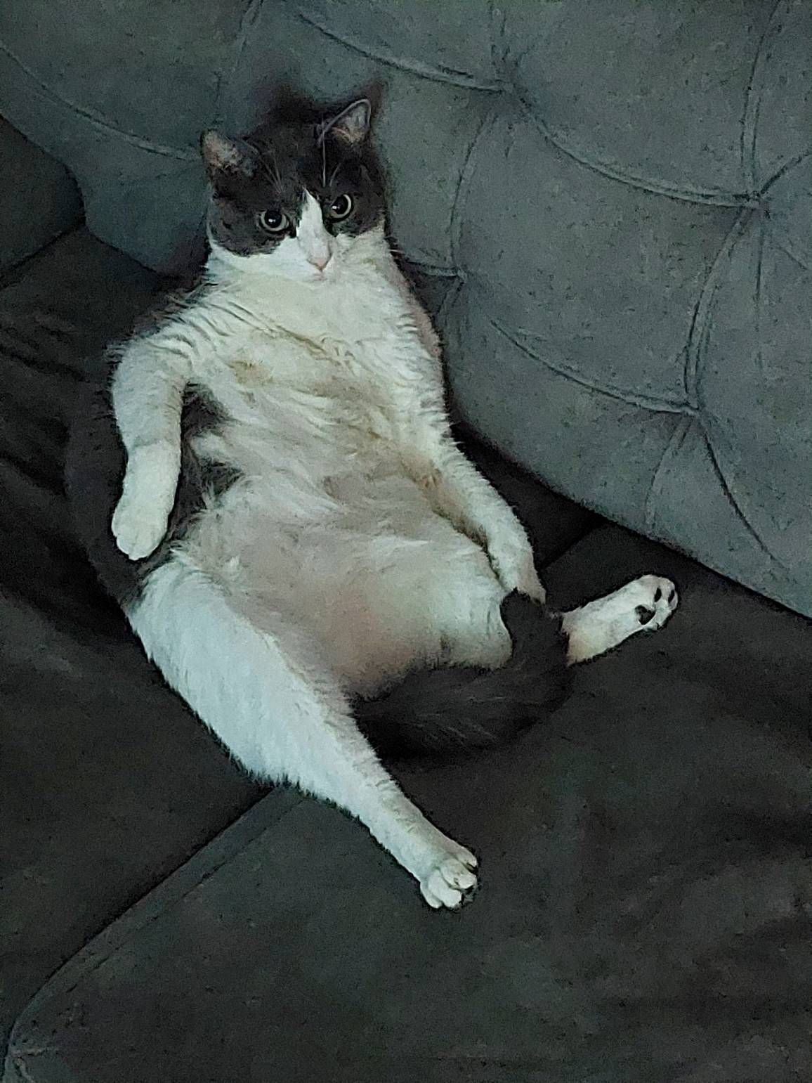 ¿Dónde está mi café y mi periódico? 😂🥰 #MichiMe... - Samsung Members