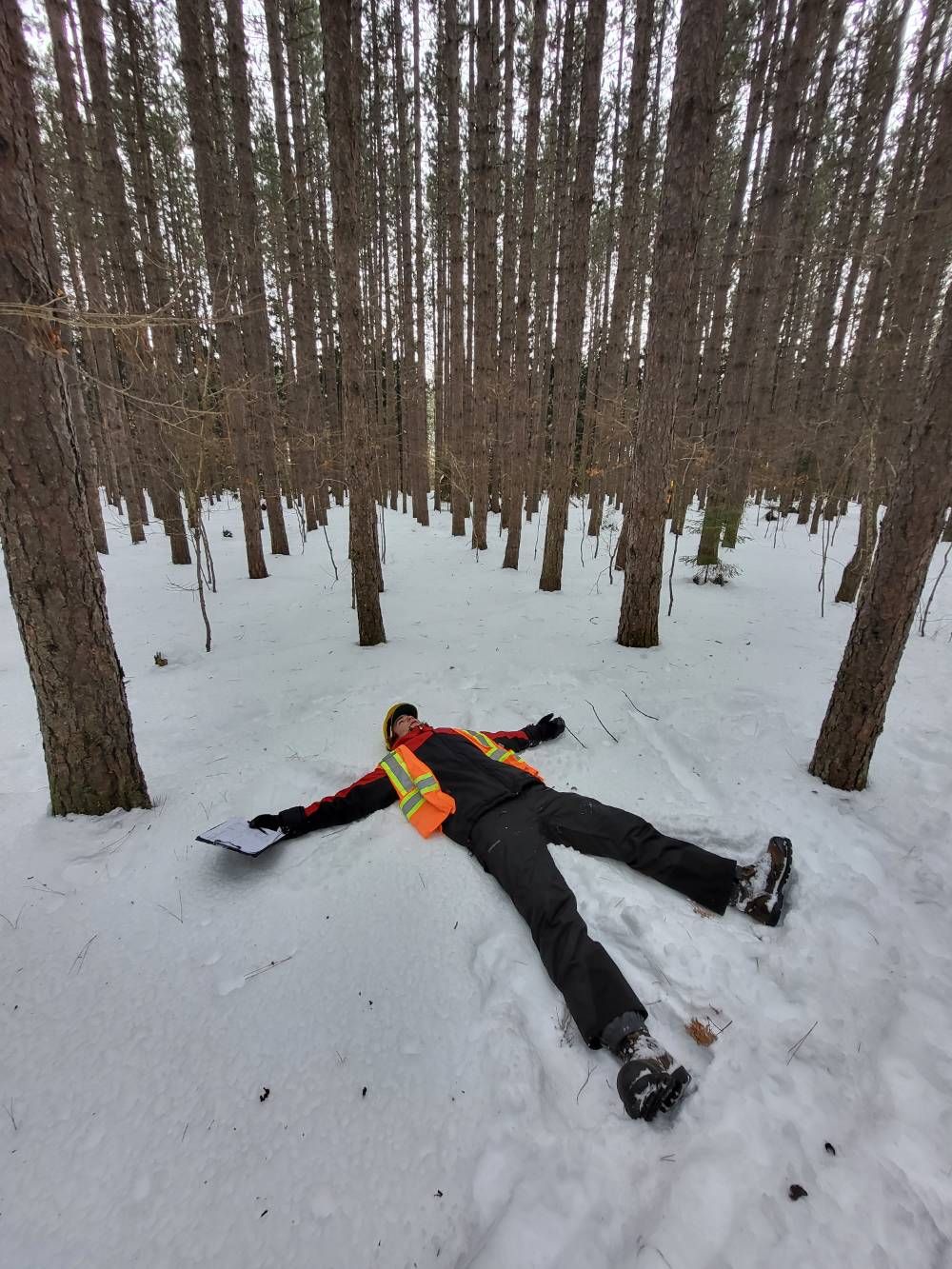 Red Pine Stands - Samsung Members