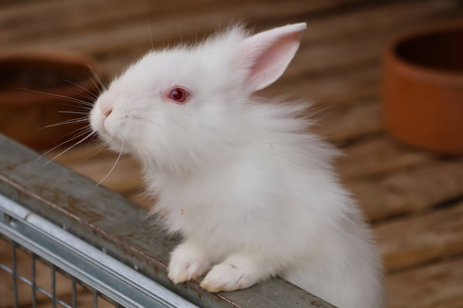 Rabbit 🐇 - Samsung Members