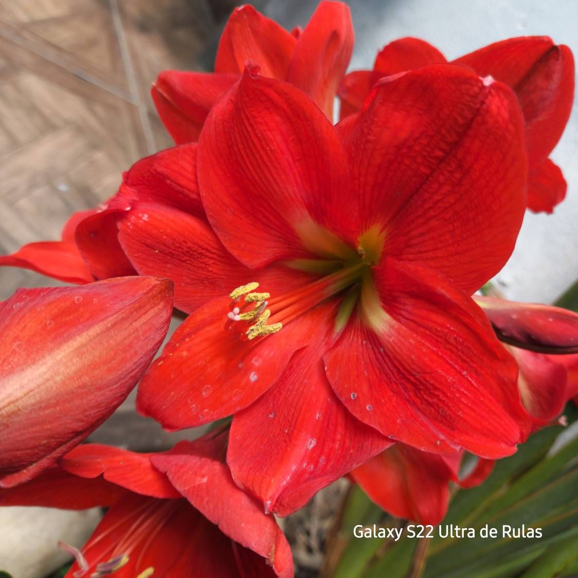 Compartan foto de sus flores amarillas - Samsung Members