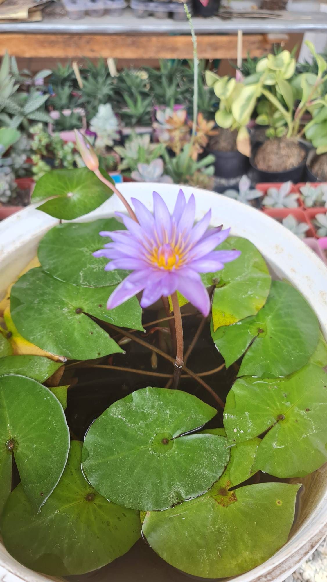 Flor de Lotus - Samsung Members