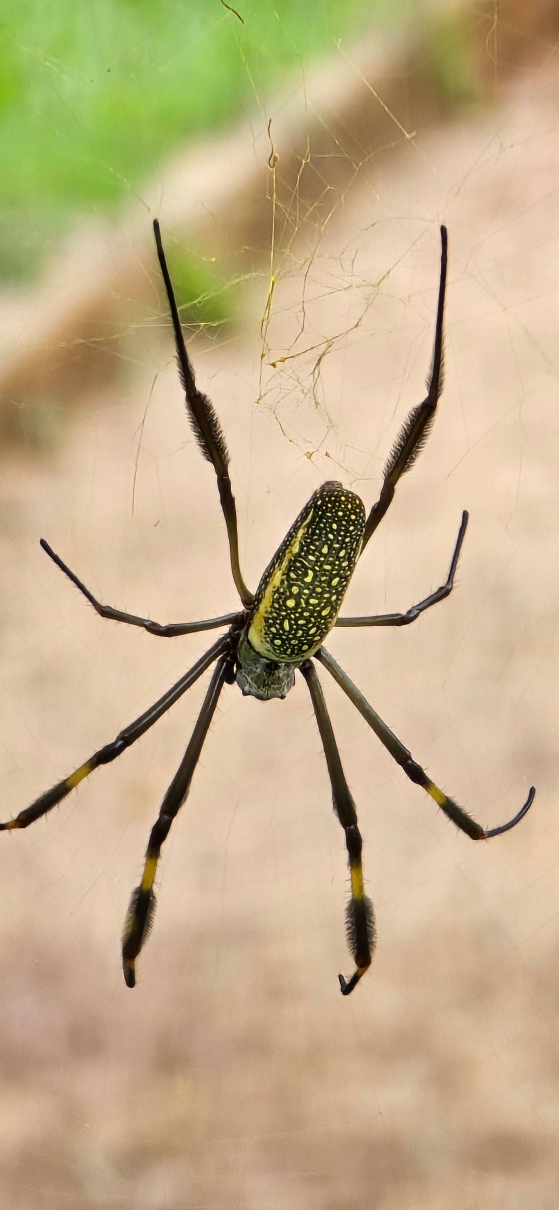 Spider Park - Samsung Members