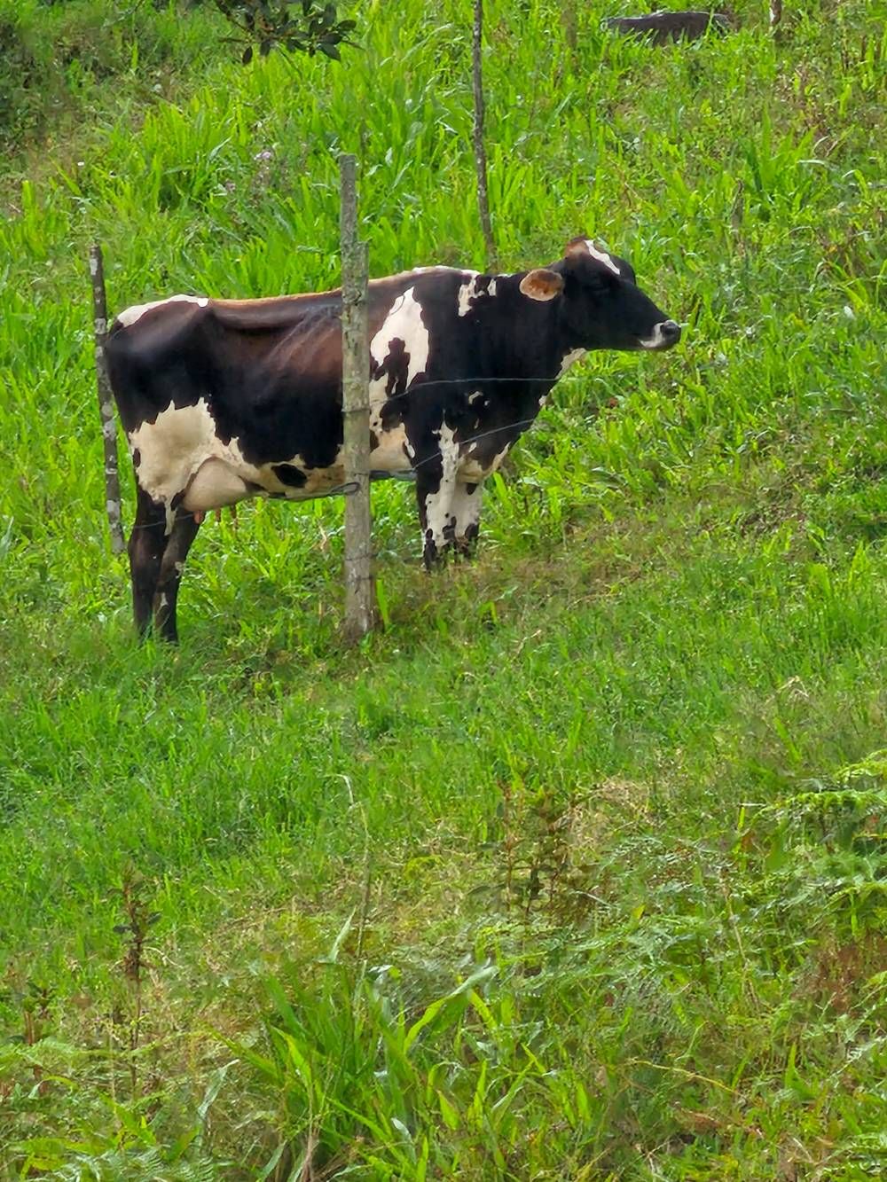 La vaca lola 🐮🐄 - Samsung Members