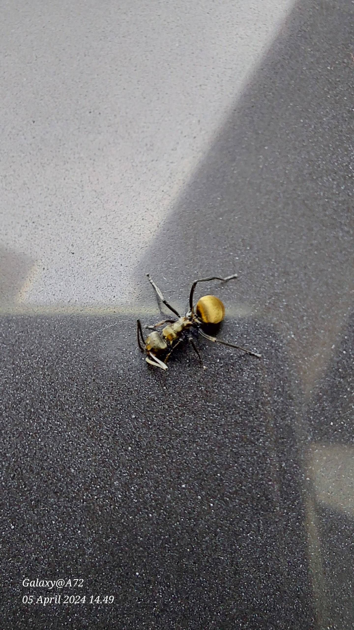 Black Ant - Samsung Members