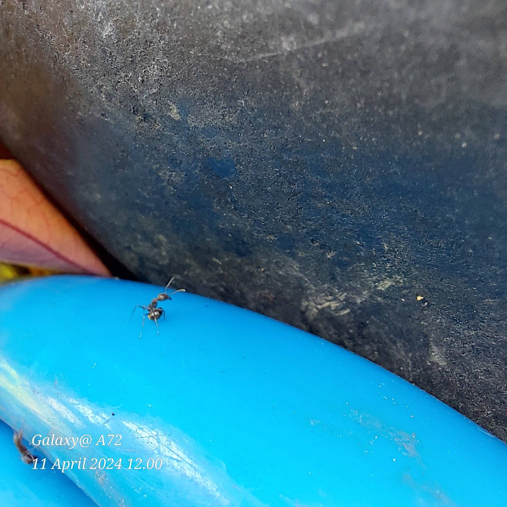 Black Ant - Samsung Members