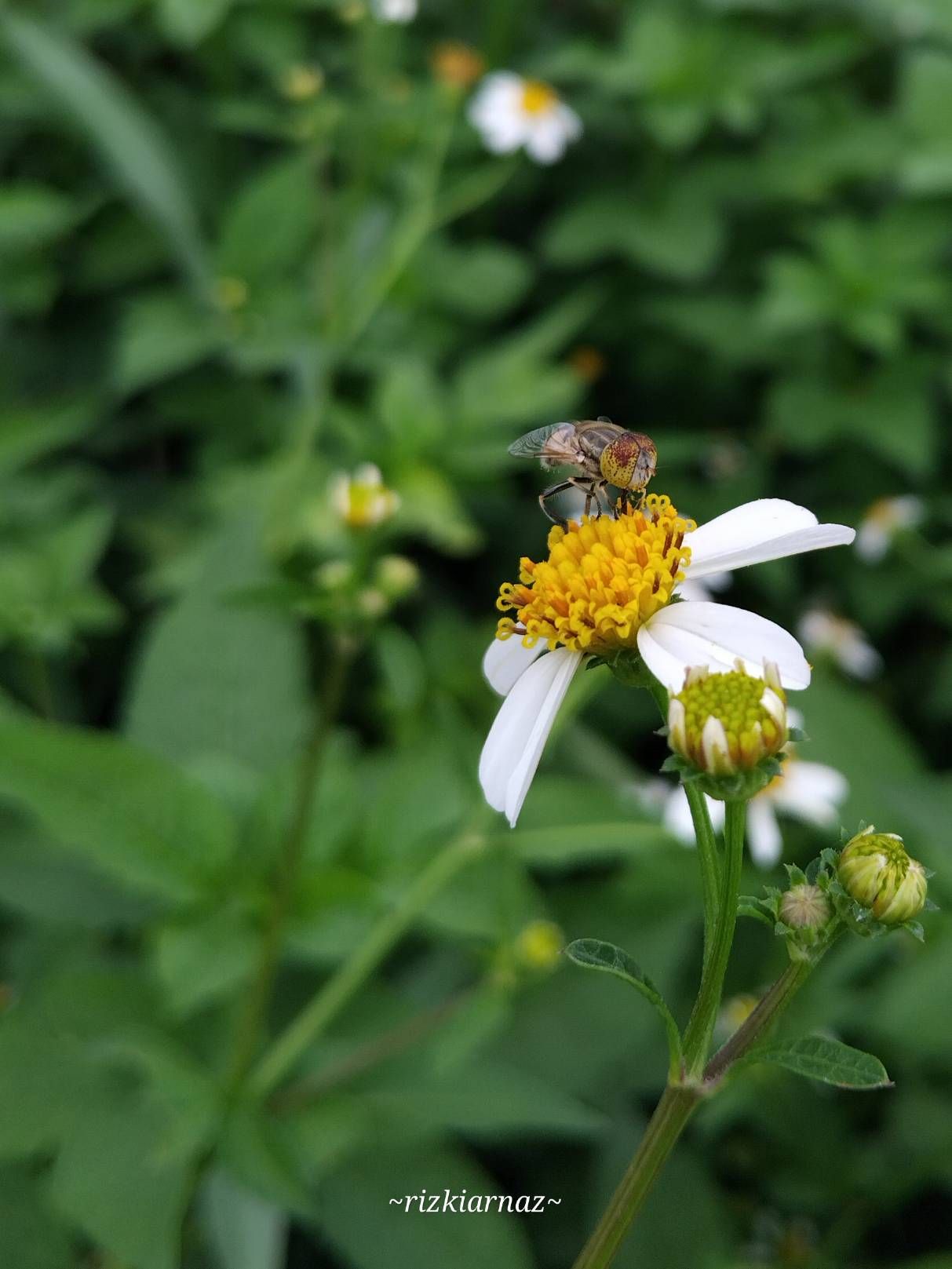 lalat buah hinggap di bunga - Samsung Members