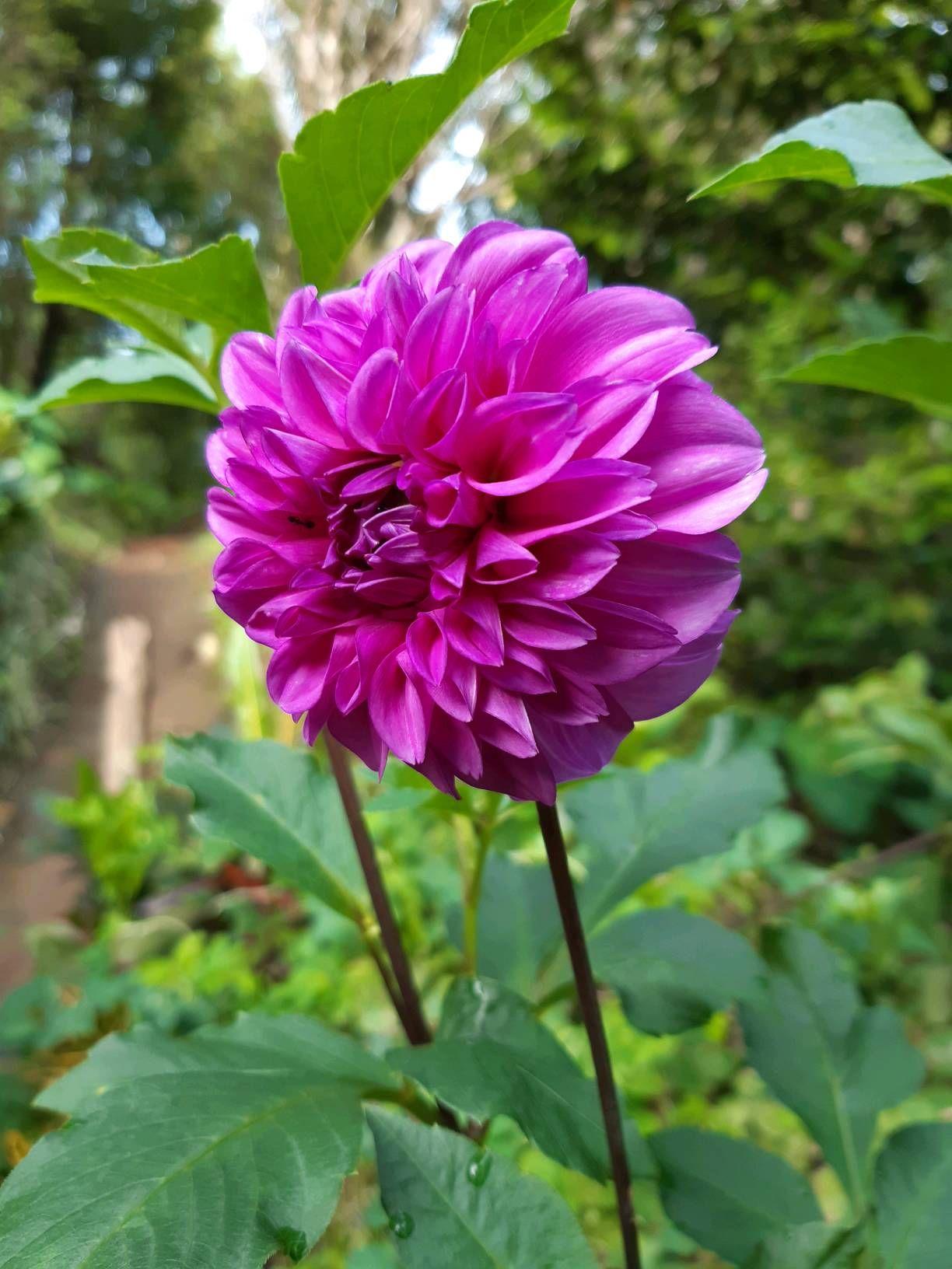 good morning - Samsung Members