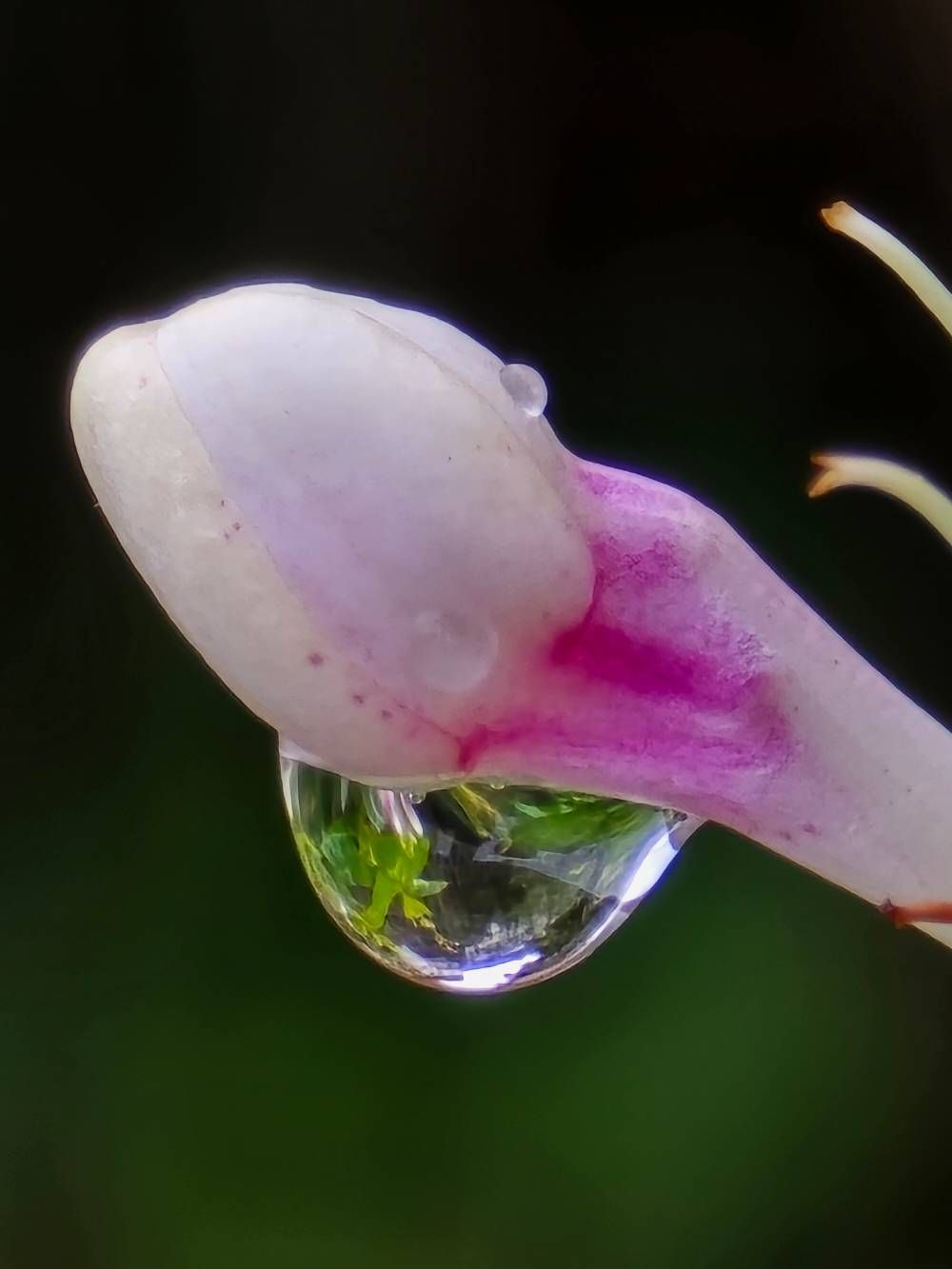 Macro photography dengan 30X zoom S24Ultra - Samsung Members