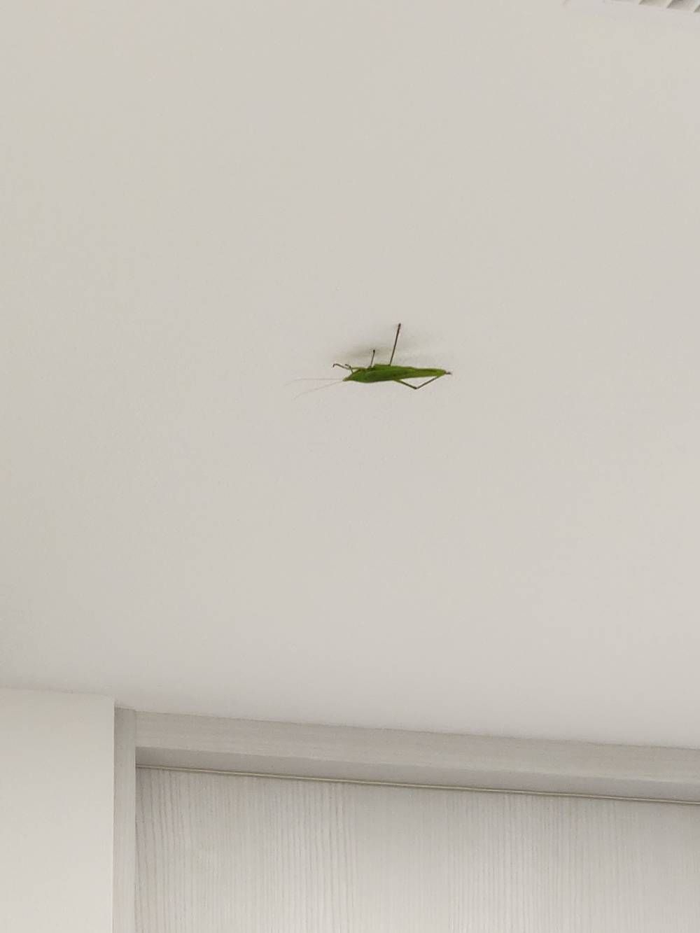 突然の訪問者(天井にいた) - Samsung Members