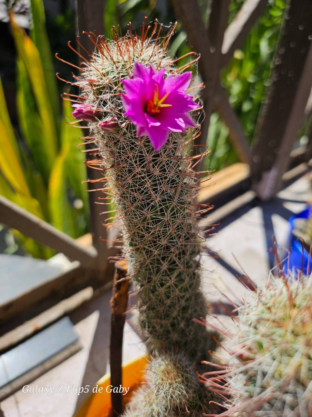 Plantas - Samsung Members