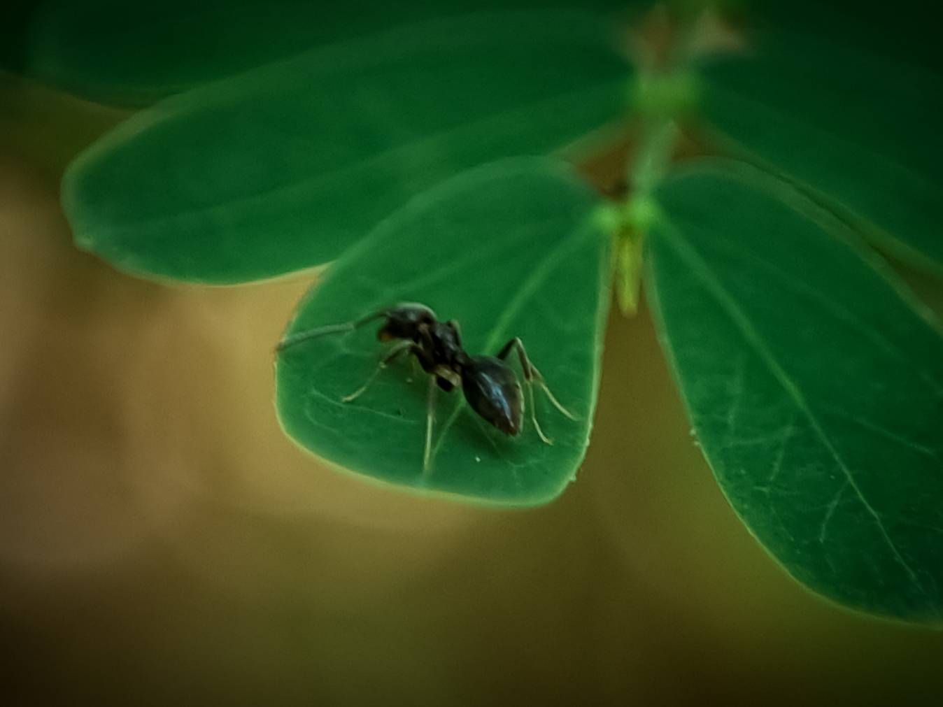 Black ant - Samsung Members