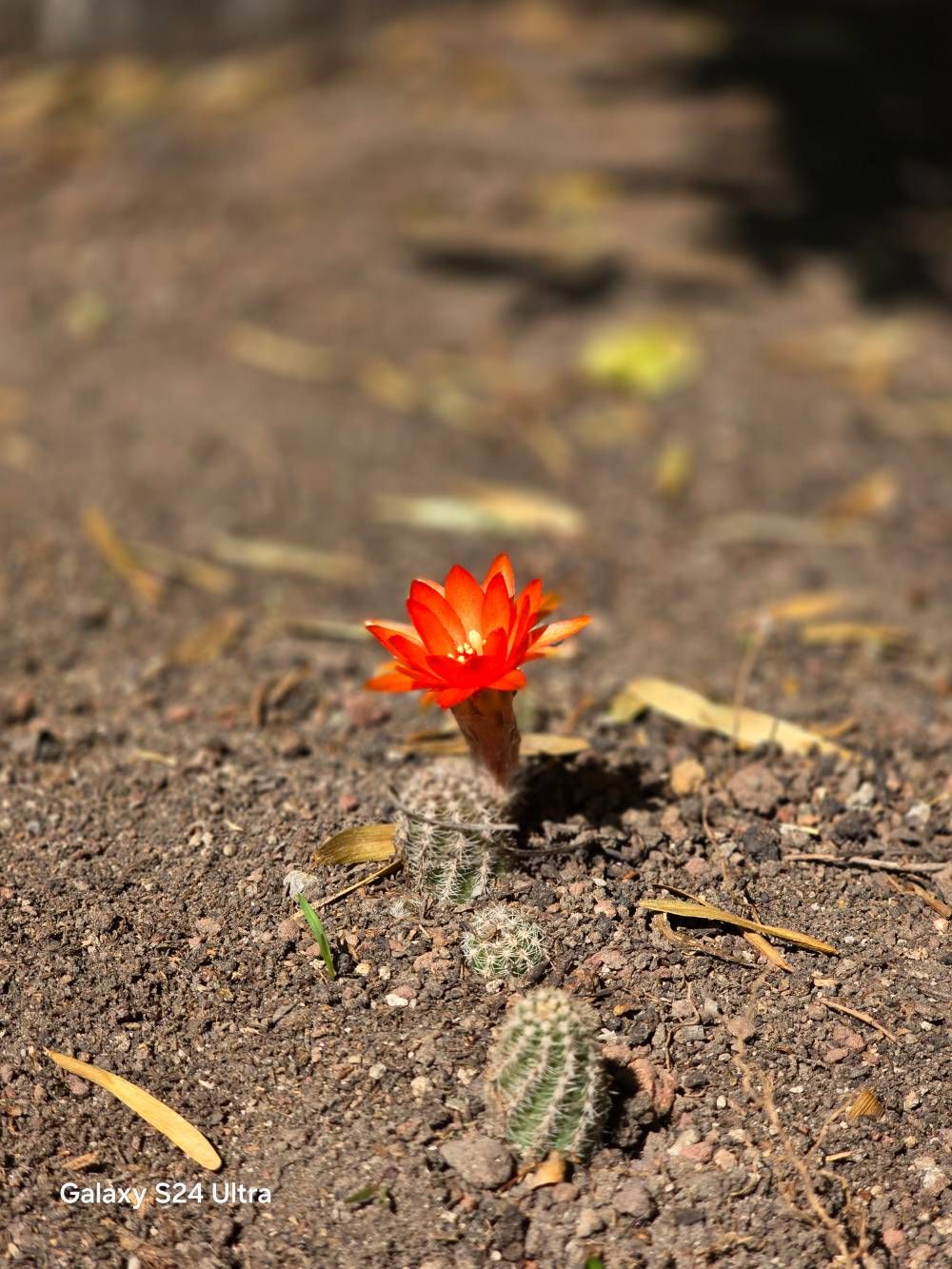 Flor de mini Cactus 🌵 - Samsung Members