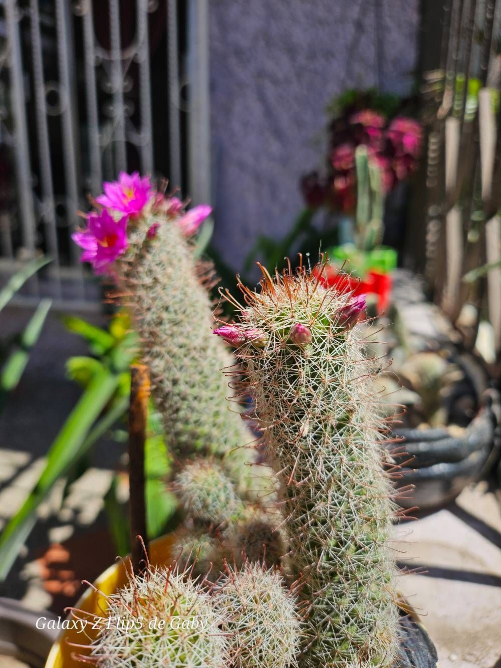 Flor de mini Cactus 🌵 - Samsung Members