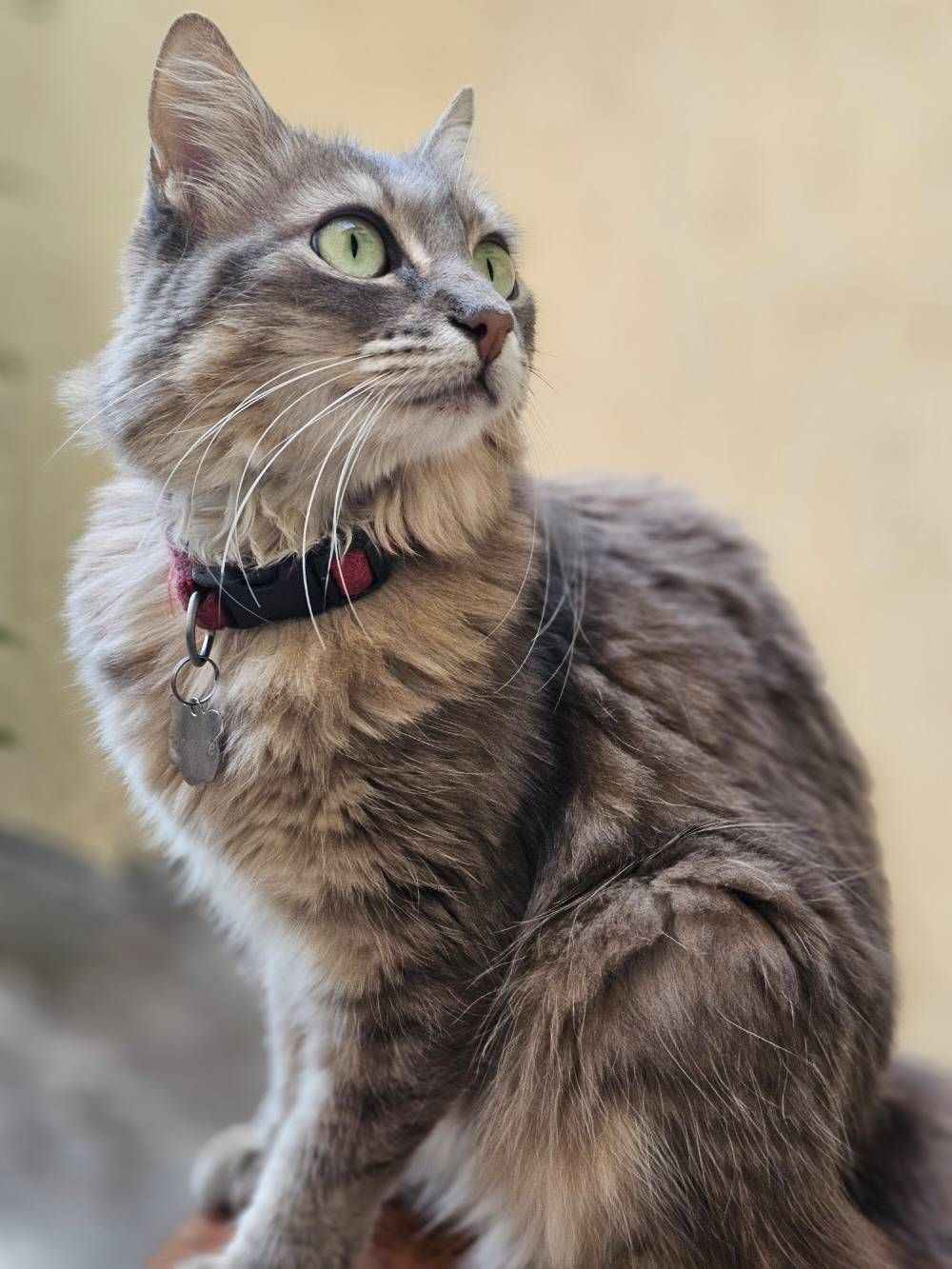 Cat by S23 Ultra Lens - Samsung Members