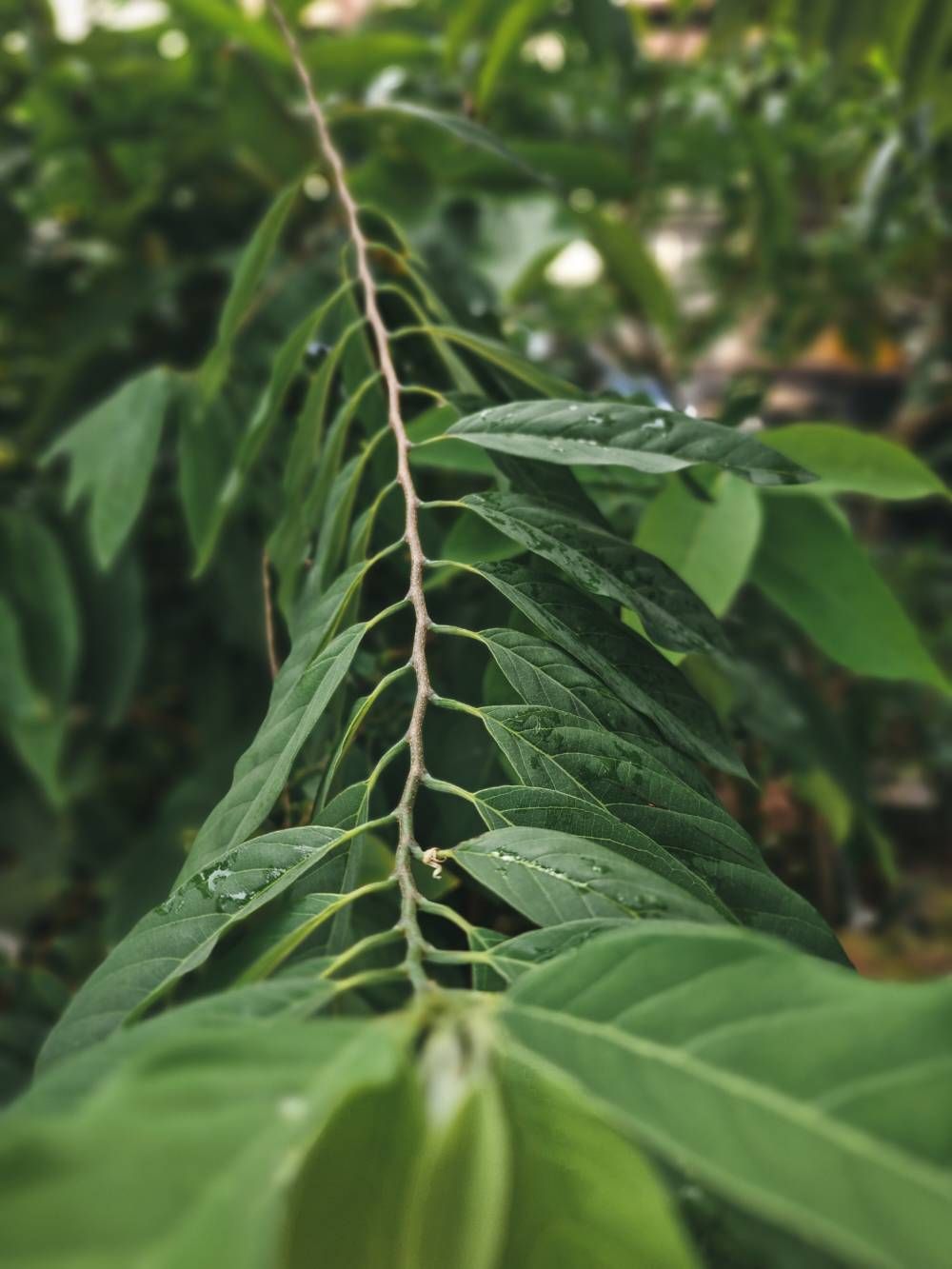 Daun Melintang - Samsung Members