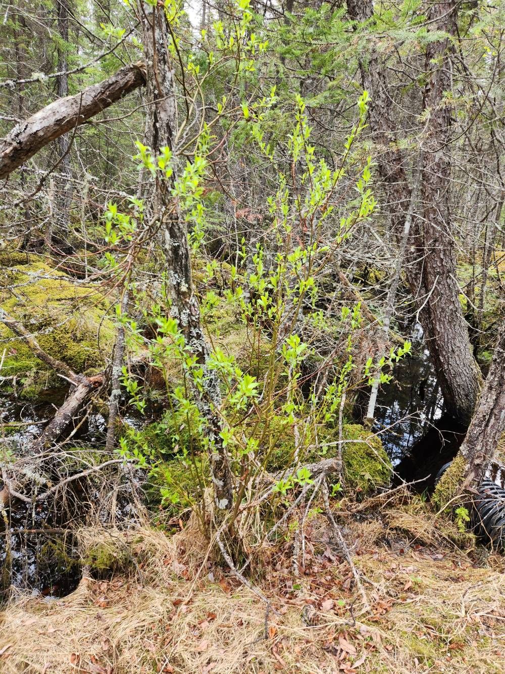 Tree happy! - Samsung Members