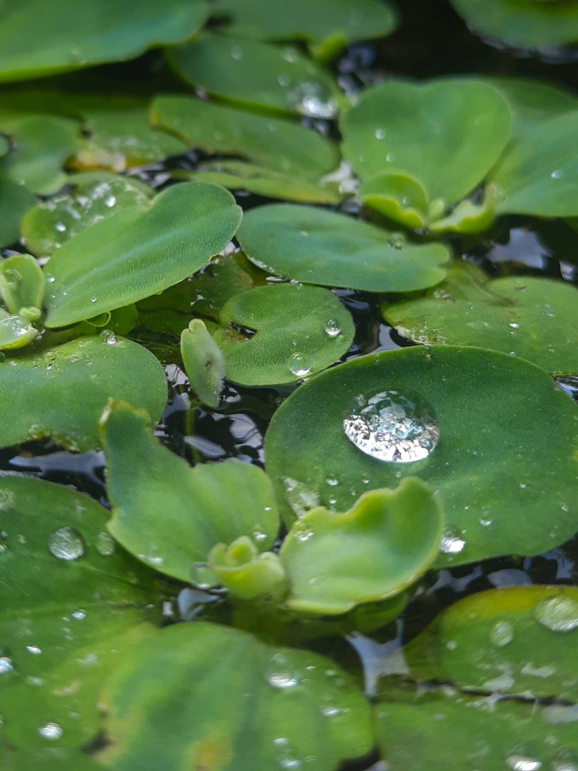 butiran anugerah - Samsung Members