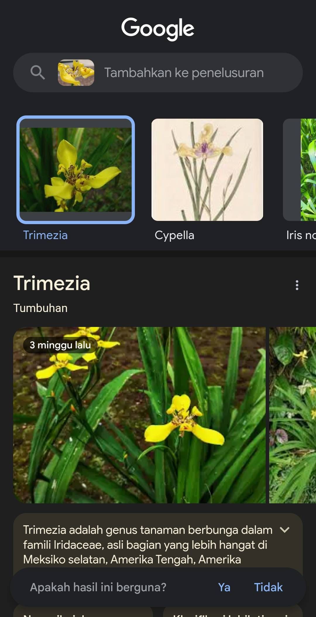 Kuning - Samsung Members