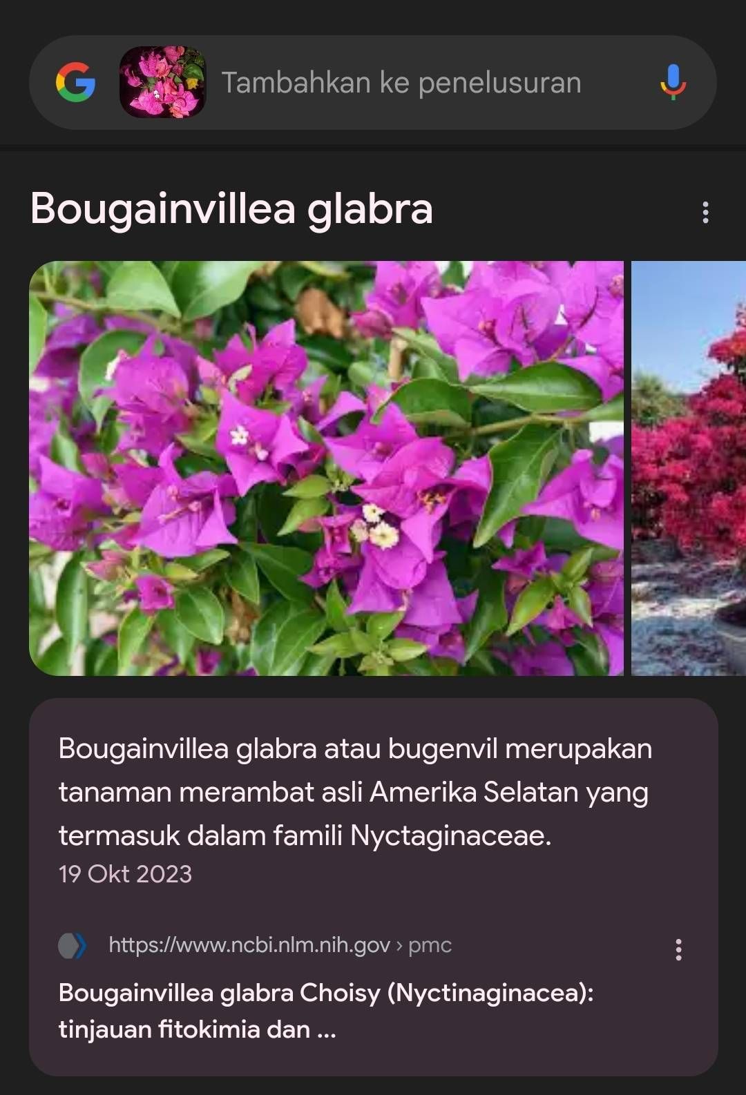 Bunga Apa ini? - Samsung Members