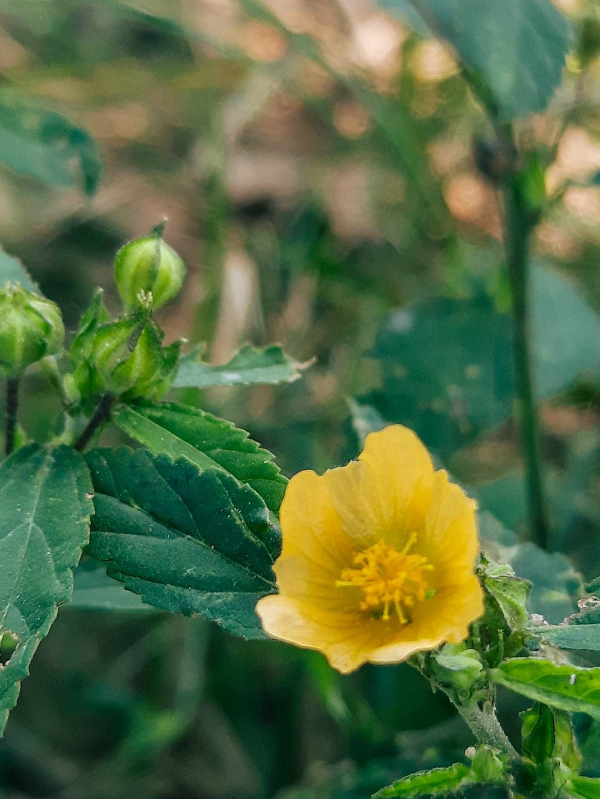 ini bunga kuning - Samsung Members