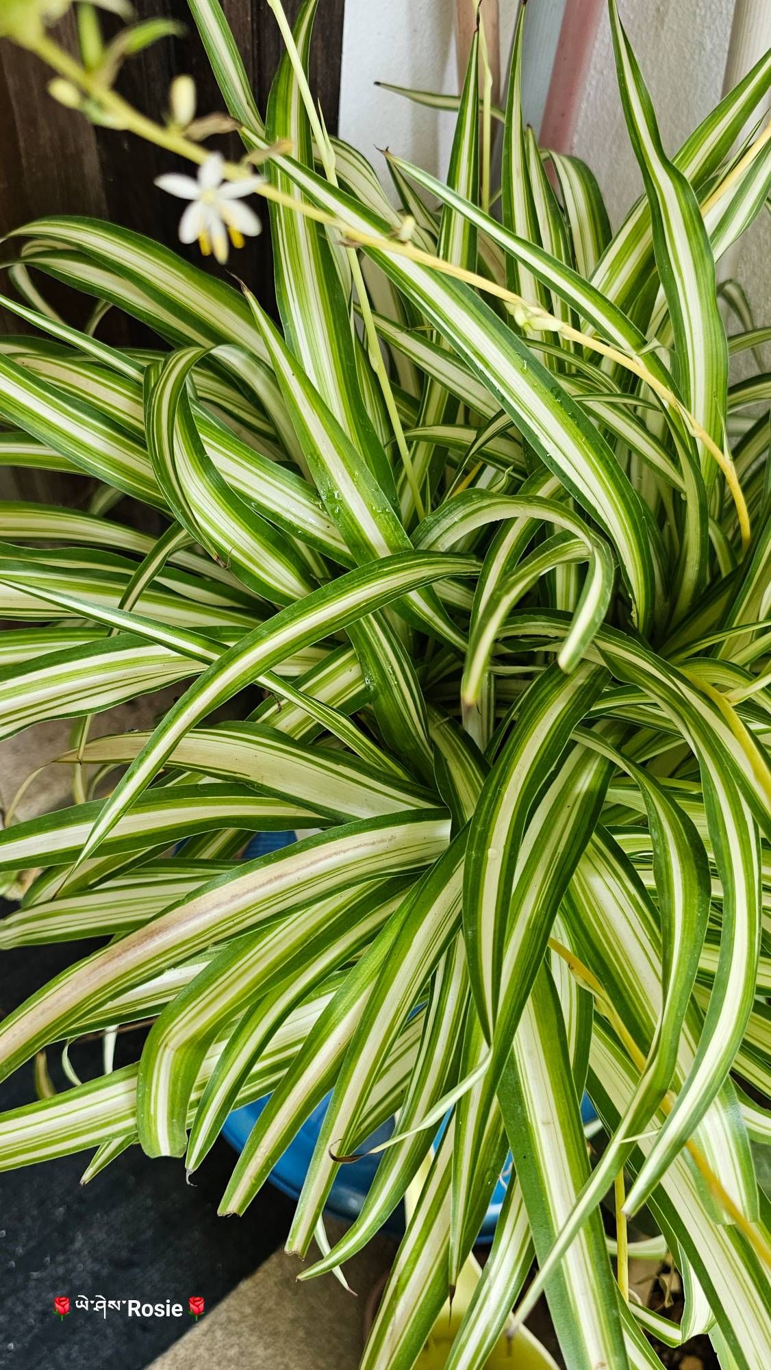 Spider plant flower - Samsung Members