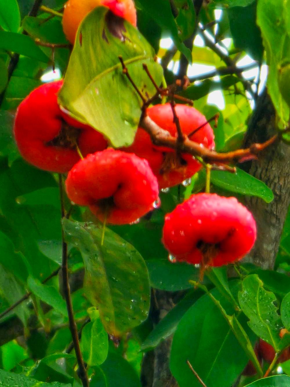 Jambu - Samsung Members