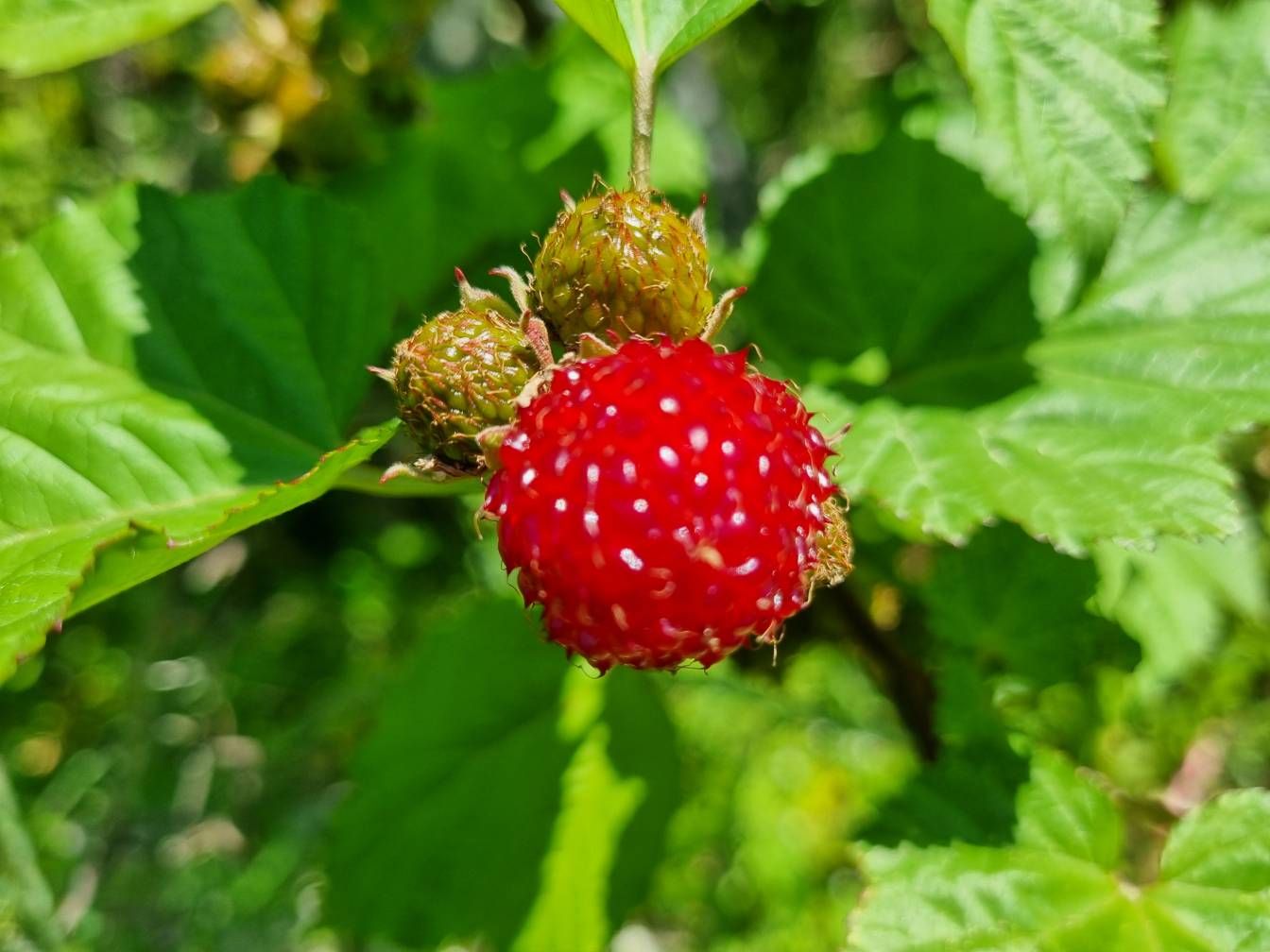 꽃과 열매 - Samsung Members