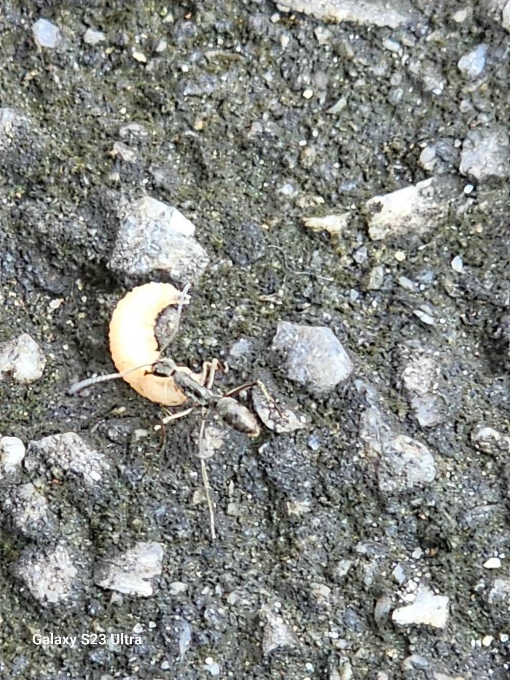 Black Ant - Samsung Members