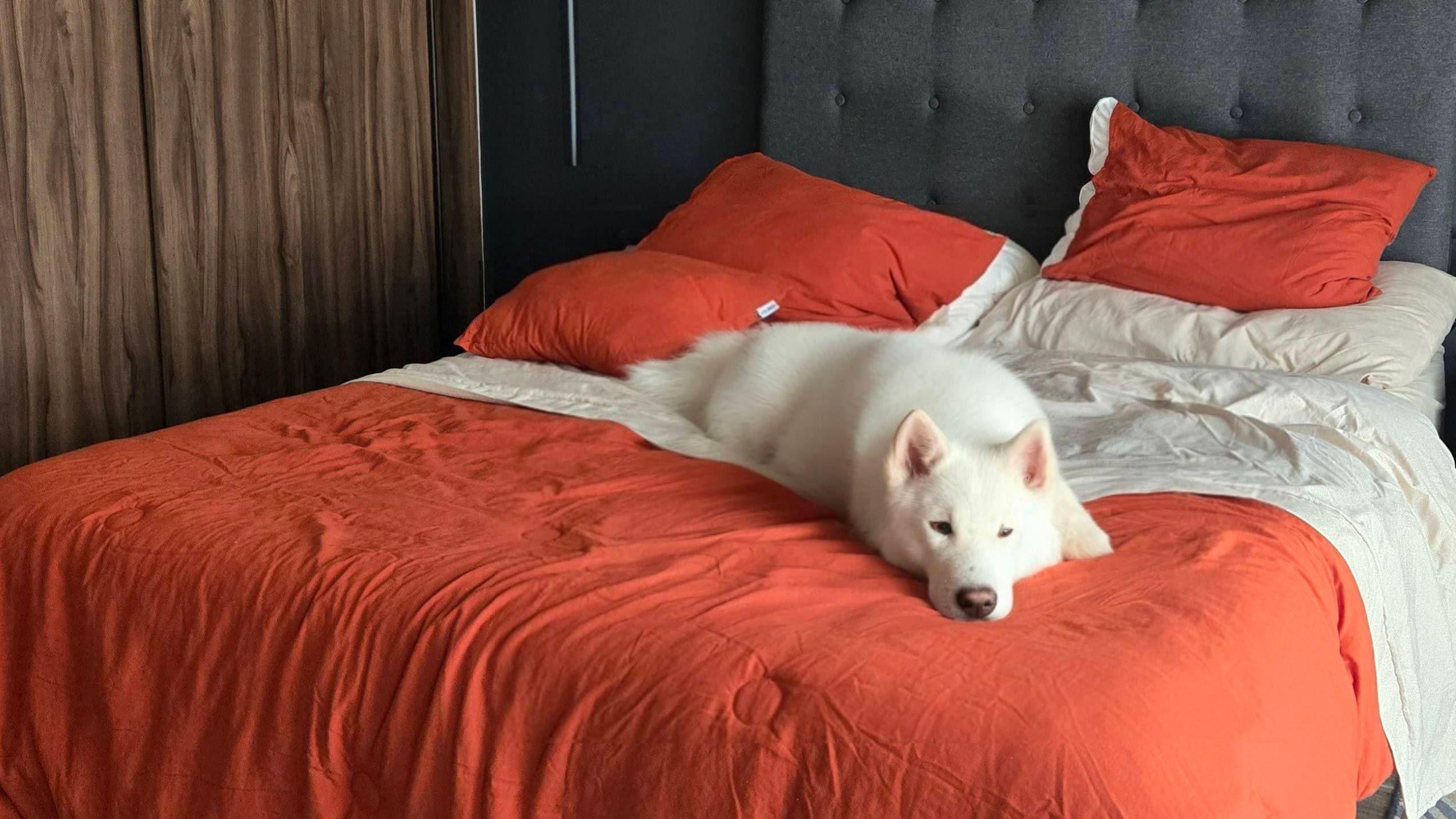 Galaxy AI es muy real!. - Samsung Members