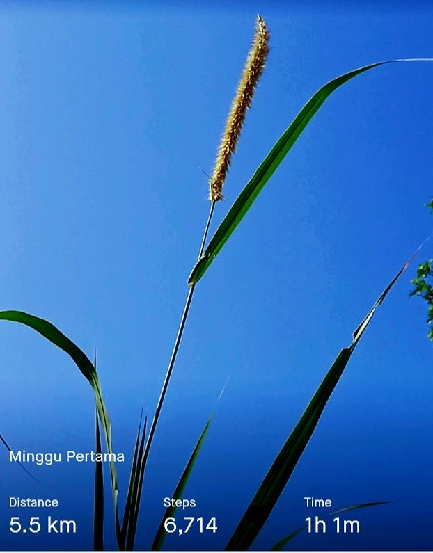 Bunga rumput Gajah dan Langit Biru - Samsung Members