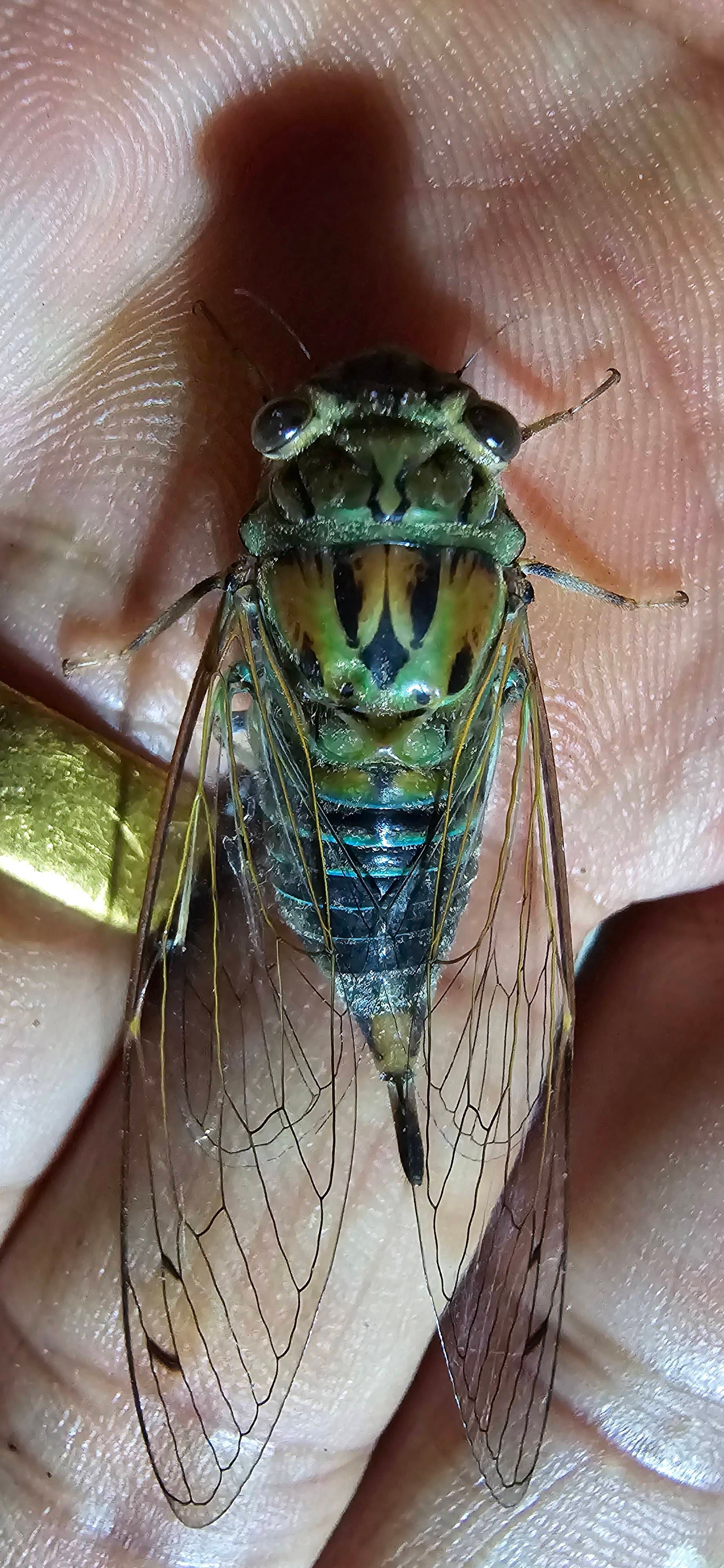 매미 - Samsung Members