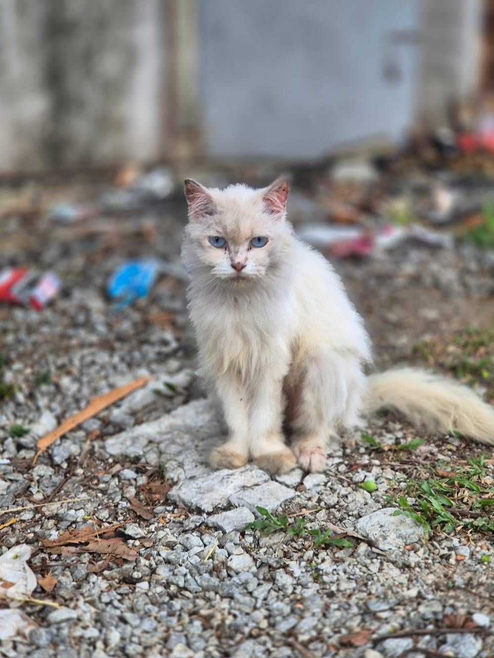 Cat - Samsung Members