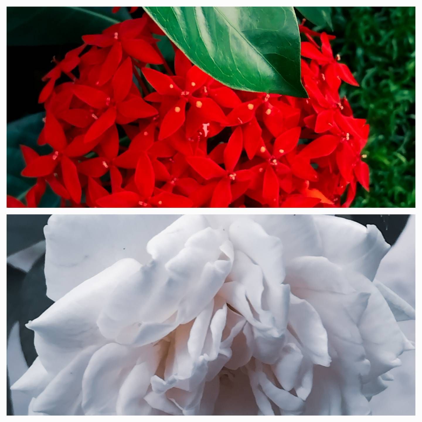 Nuansa bunga merah putih semangat kemerdekaan - Samsung Members