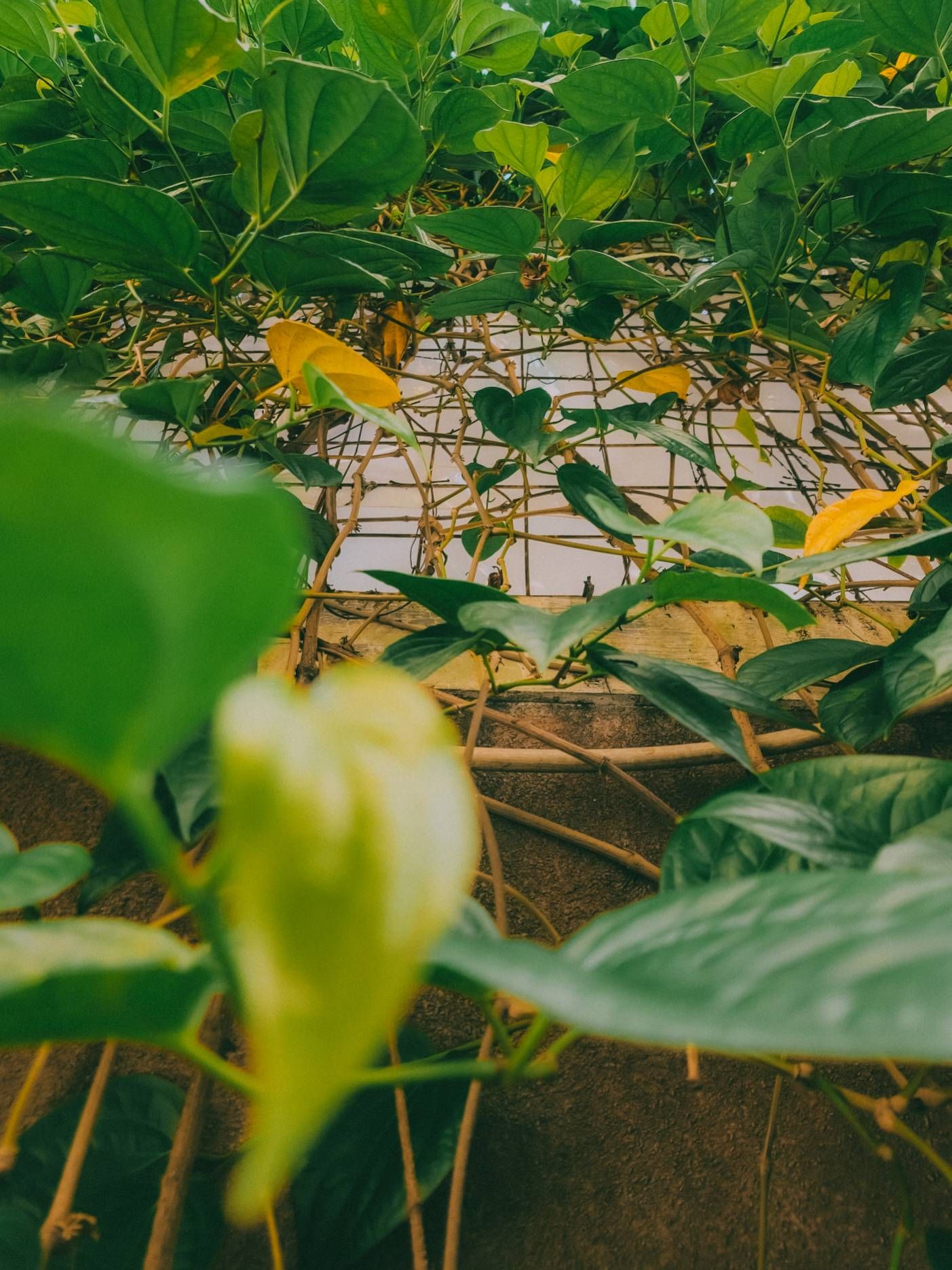 Area Luar Ruangan Apartemen Gangnam - Samsung Members