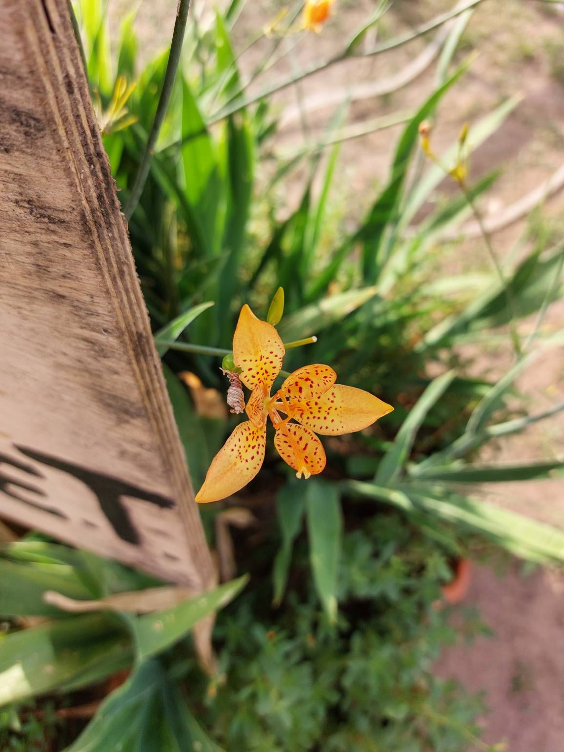 Flor em foco - Samsung Members