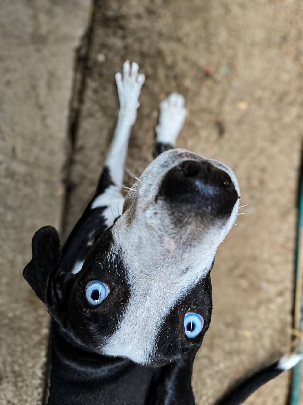 Vaca🐶 - Samsung Members