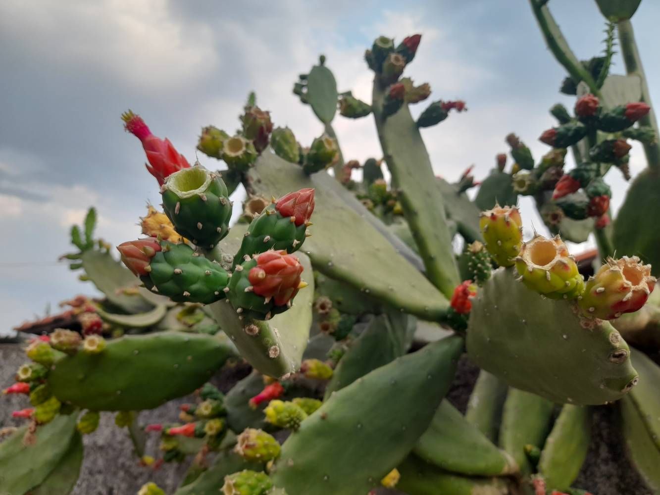 Comida de calango 🦎 - Página 2 - Samsung Members