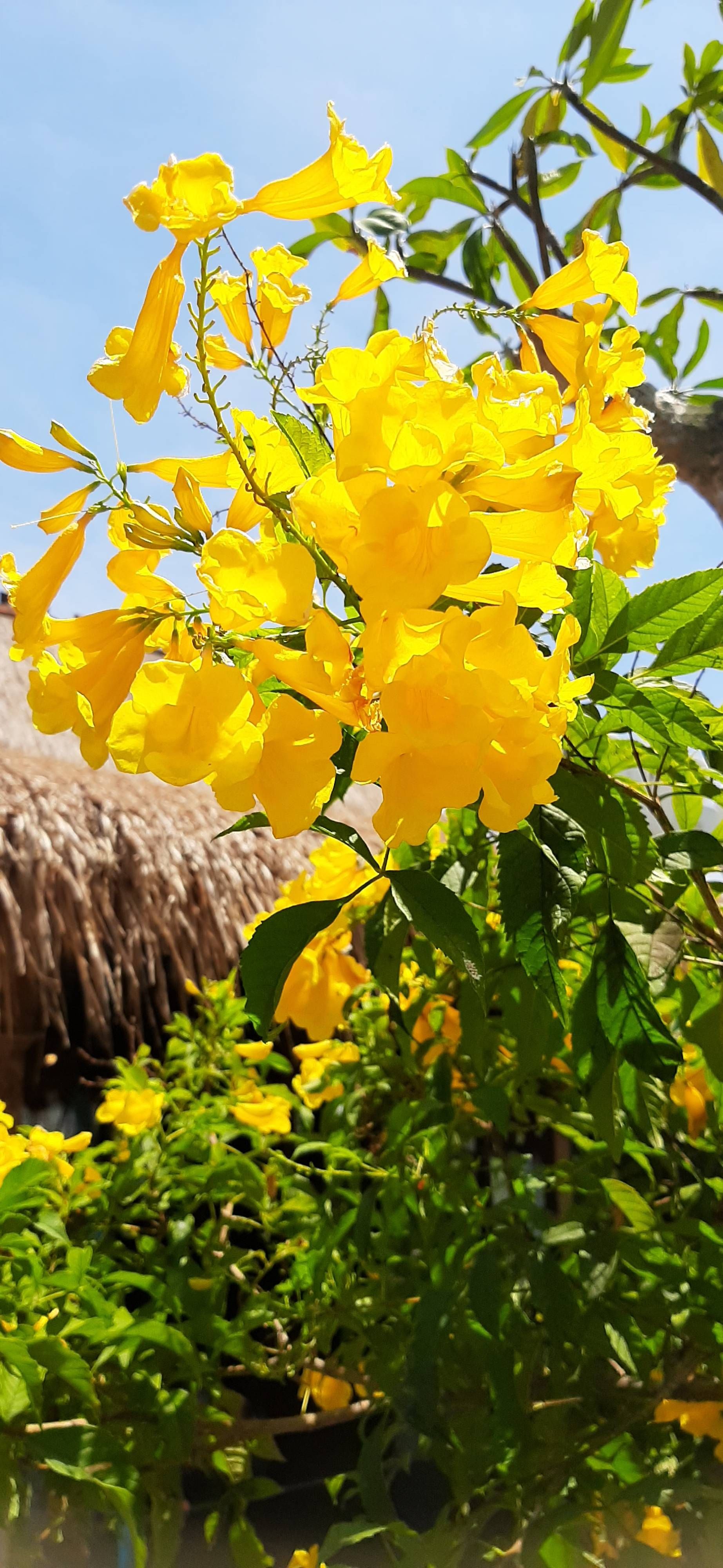 Kuning cerah - Samsung Members