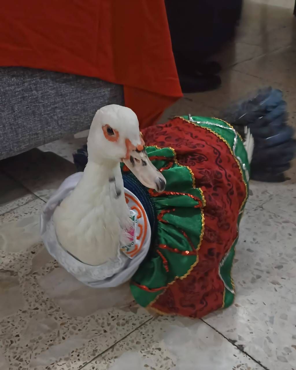 Momo Mexicana - Samsung Members