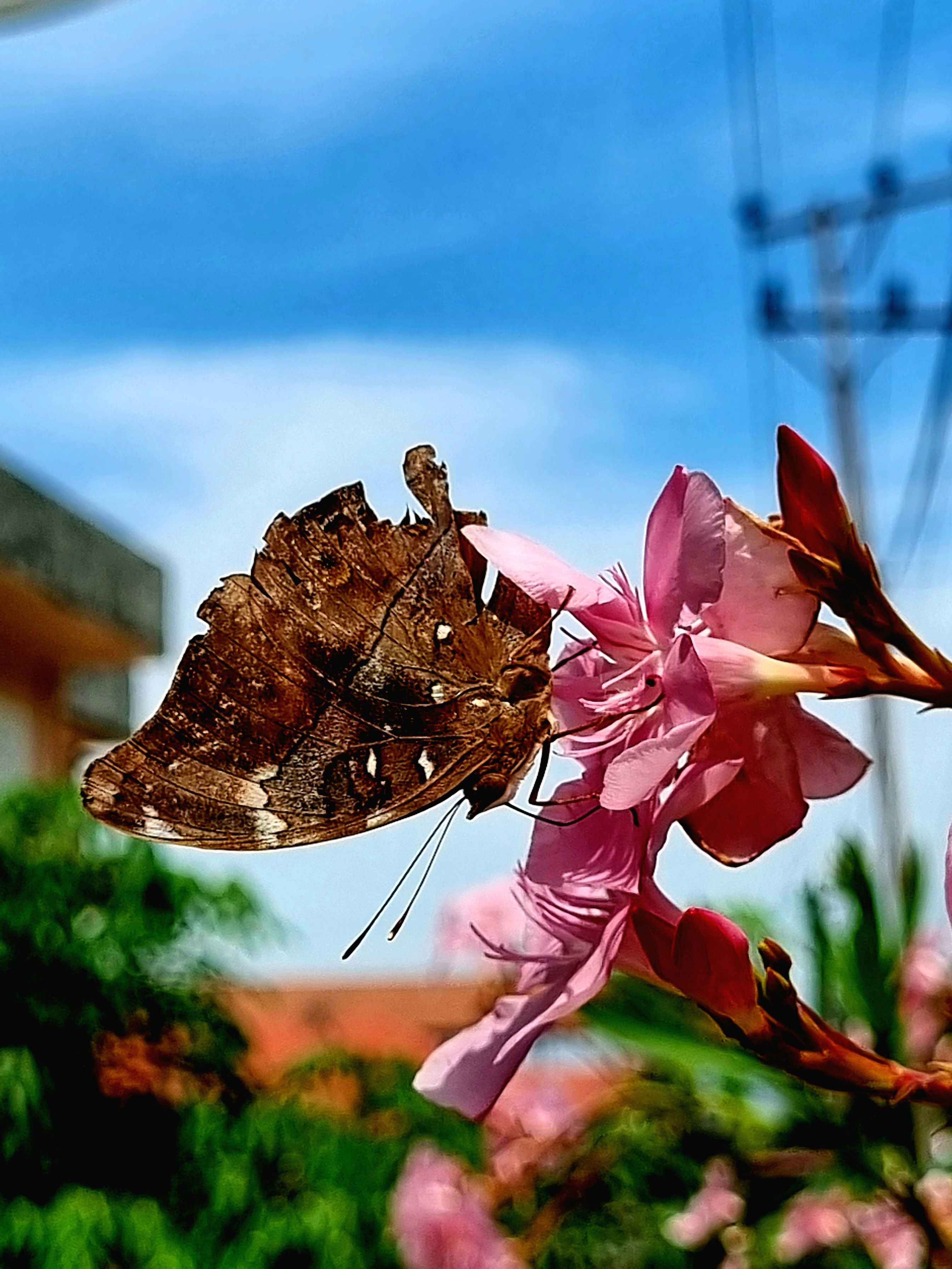 Doleschallia bisaltide hinggap di bunga mentega (G... - Samsung Members