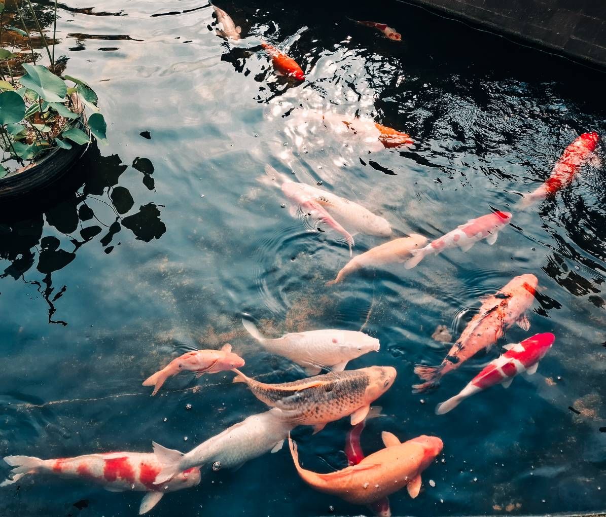 Kasih makan ikan - Samsung Members