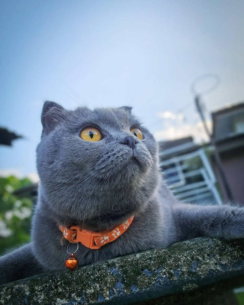 Cat World. - Samsung Members