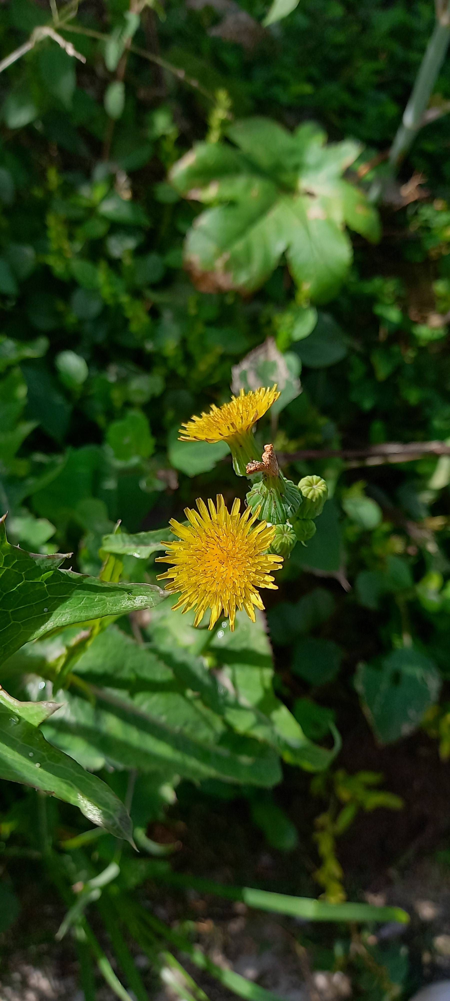 🌼 ️ - Samsung Members