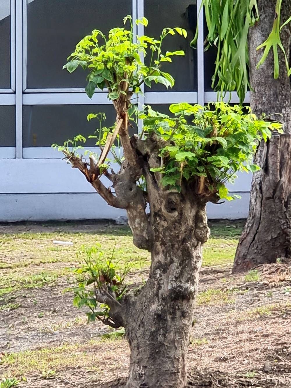 Pohon tua tapi muda...seperti sudah ubanan di semi... - Samsung Members