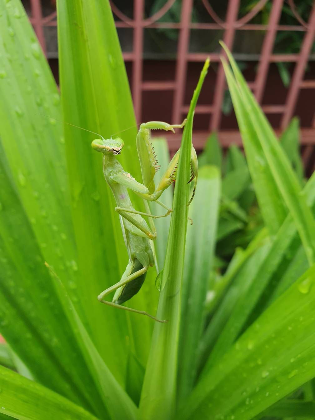 Praying mantis - Samsung Members