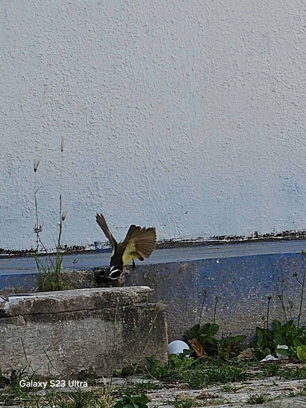 Bem-te-vi bebendo água do cano Zoom 50X - Samsung Members