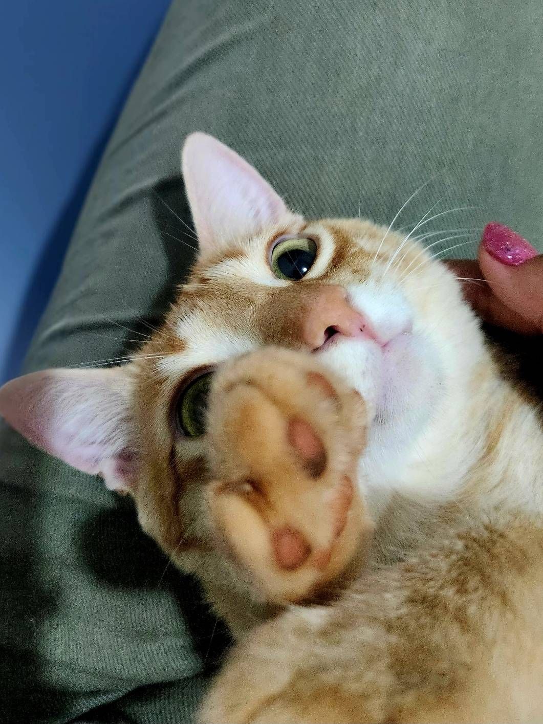 Renato Mexerica e sua patinha de "cheetos" 🤣 - Samsung Members